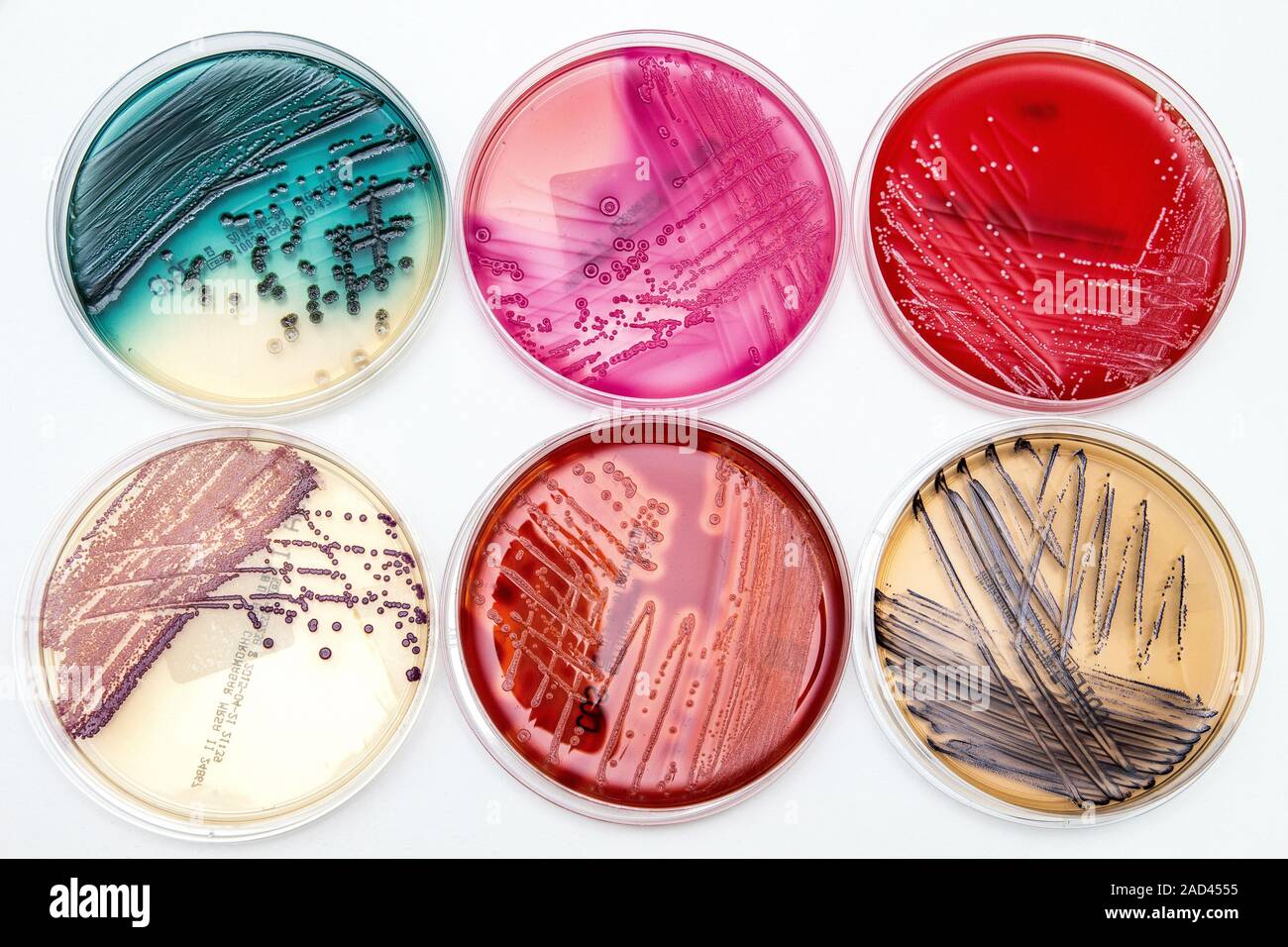 La croissance bactérienne sur les milieux de culture. Sélection de la ...
