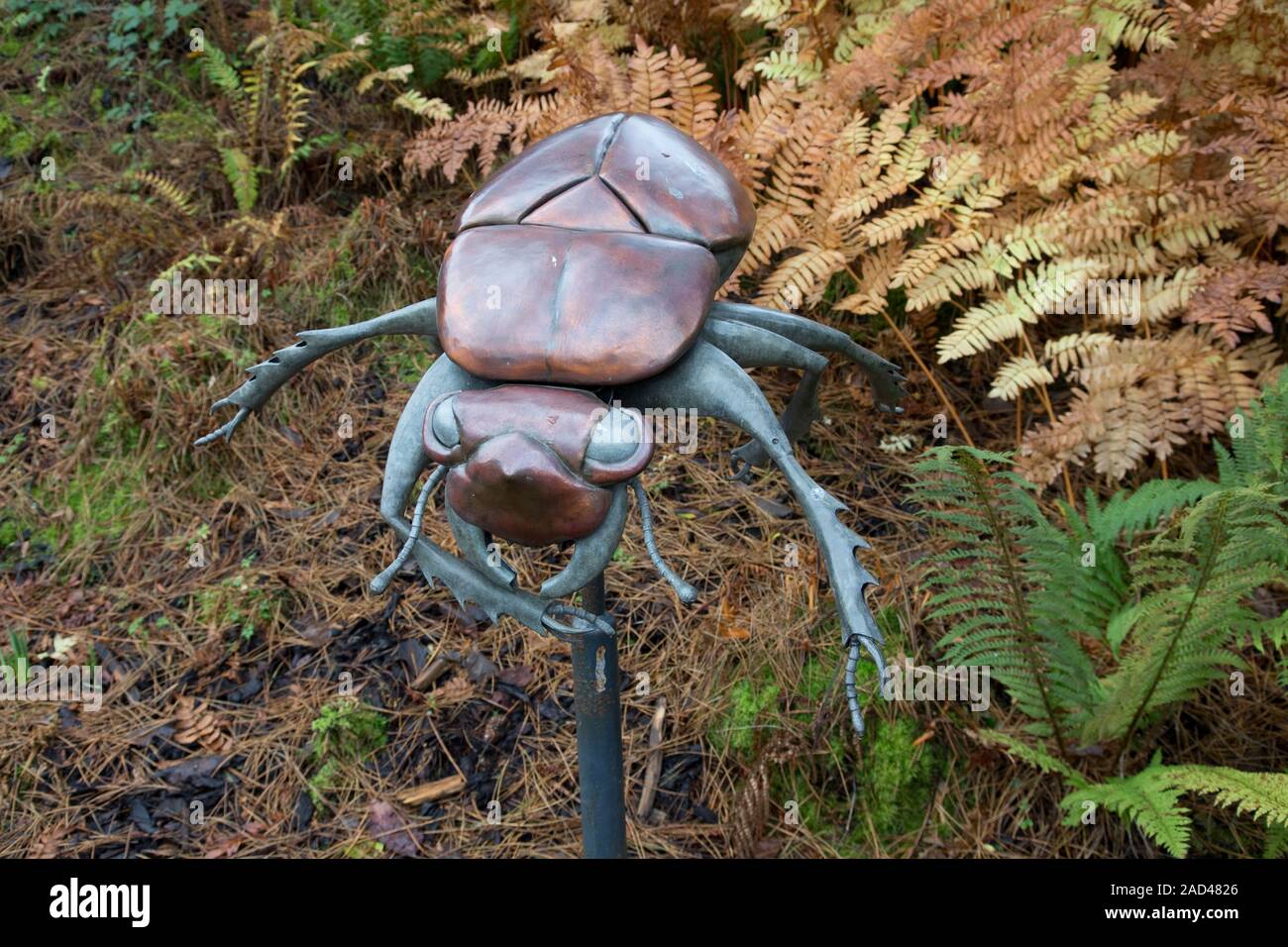 Giant beetle Banque de photographies et d’images à haute résolution - Alamy