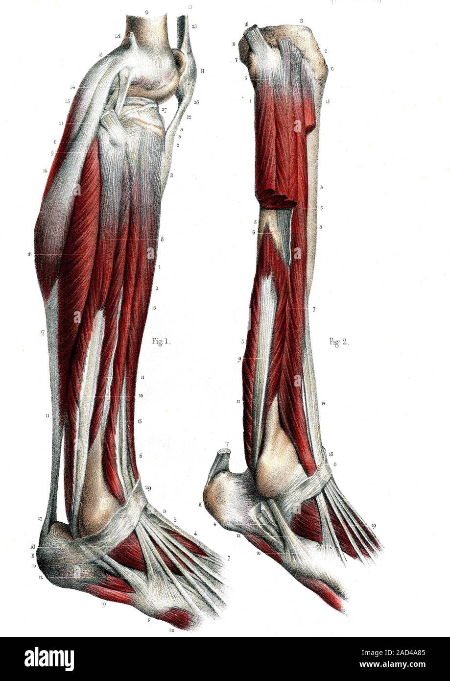 L'anatomie de la jambe. 1866 illustration anatomique montrant les ...