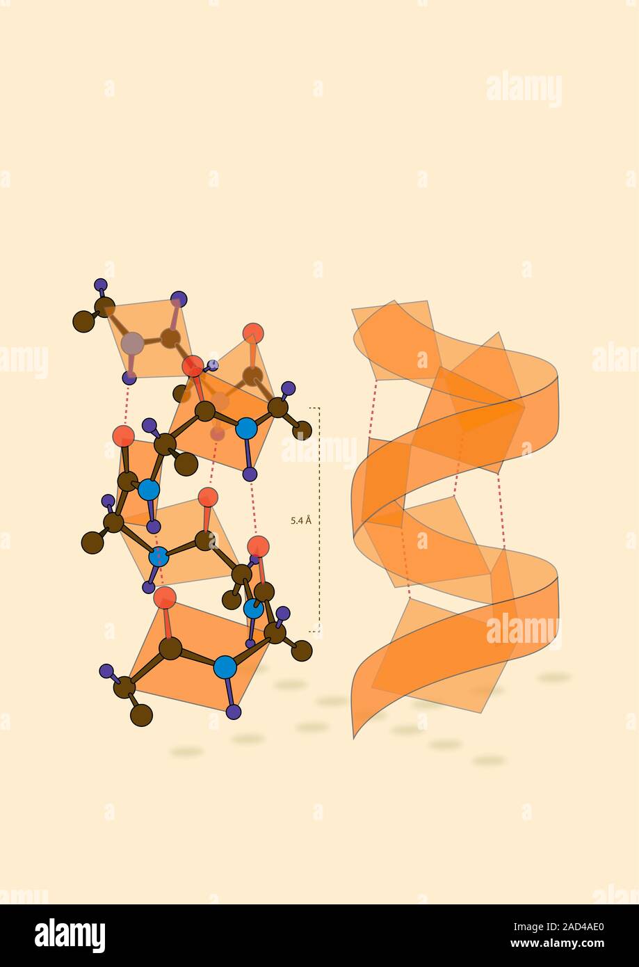 La structure de la protéine Alpha Helix, diagramme. L'hélice alpha est ...