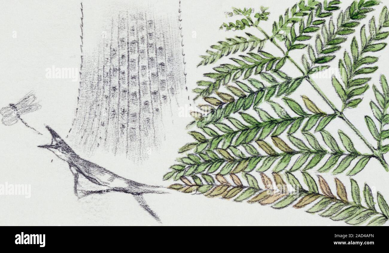 La reconstruction d'une scène du passé avec une fougère et une ancienne ...