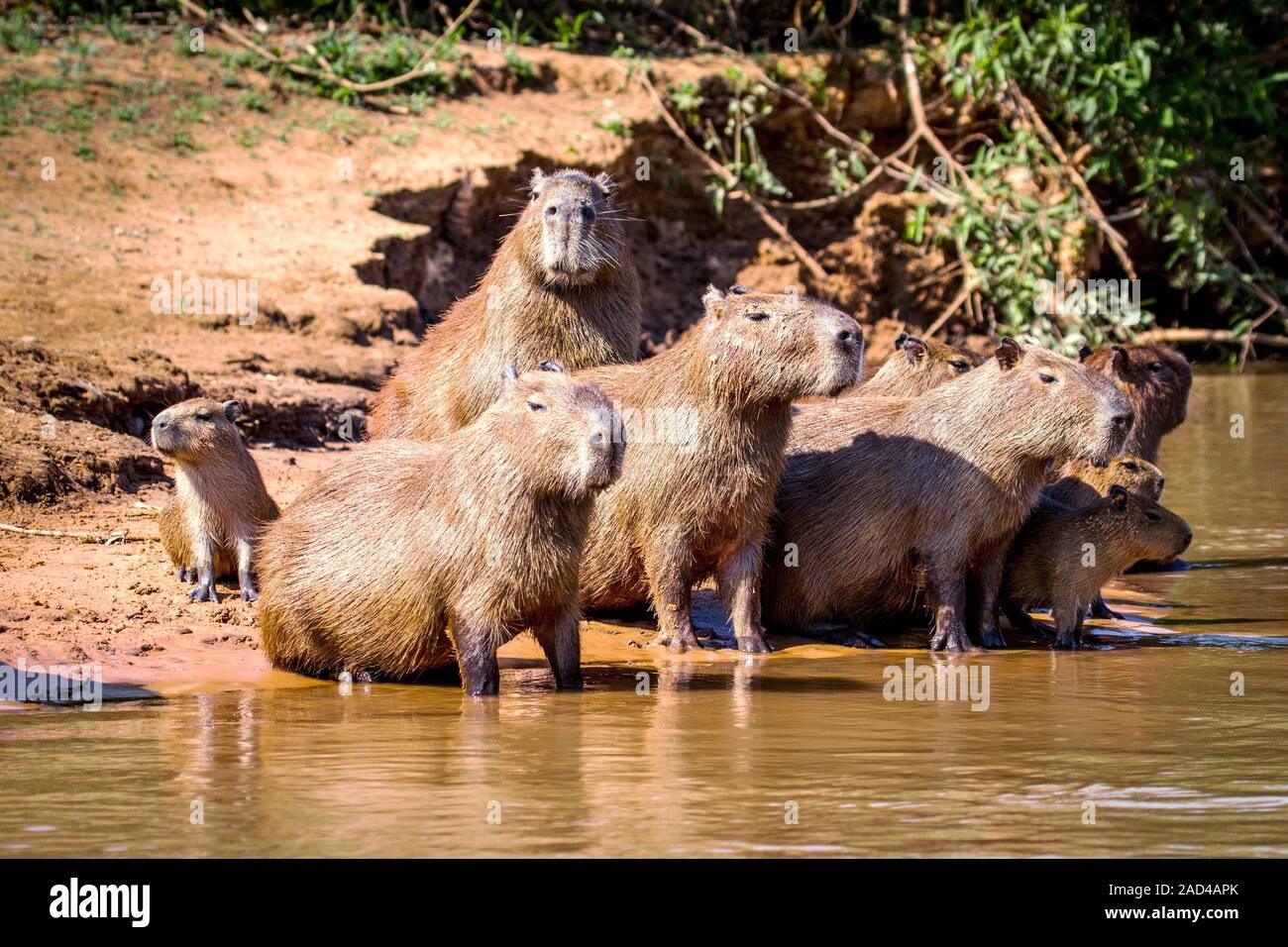 Les Capybaras (Hydrochoerus hydrochaeris). Groupe des adultes et jeunes ...