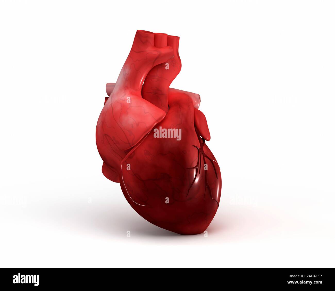 Cœur de l'homme. Illustration montrant l'anatomie externe d'un coeur ...