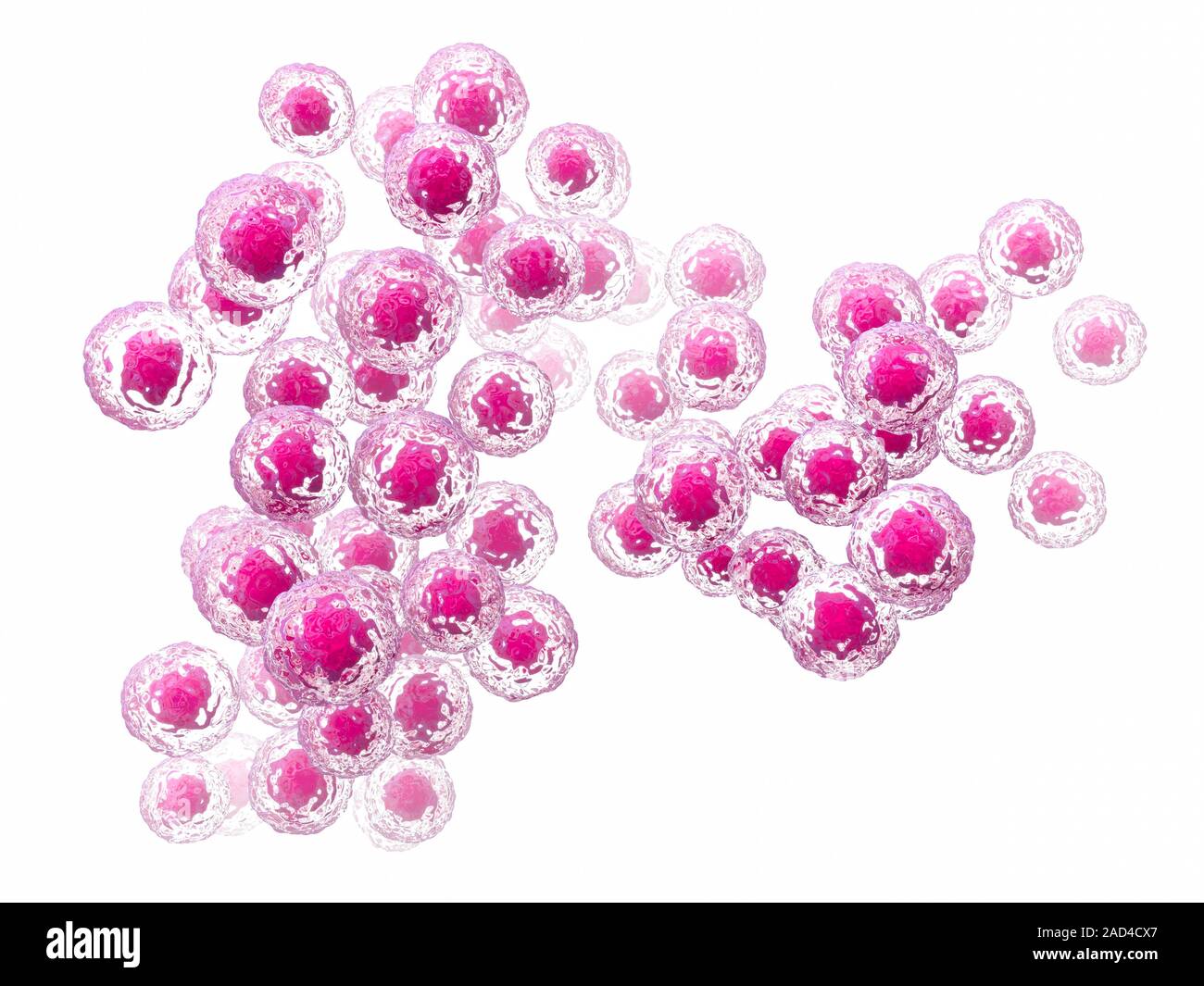 Les cellules souches, l'illustration. Les cellules souches sont des ...