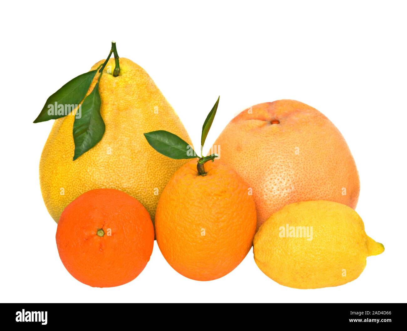 Pamelo fruit Banque de photographies et d’images à haute résolution - Alamy