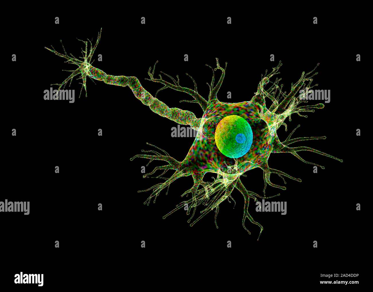 Motor neurone. Illustration d'un neurone moteur humain, un type de ...