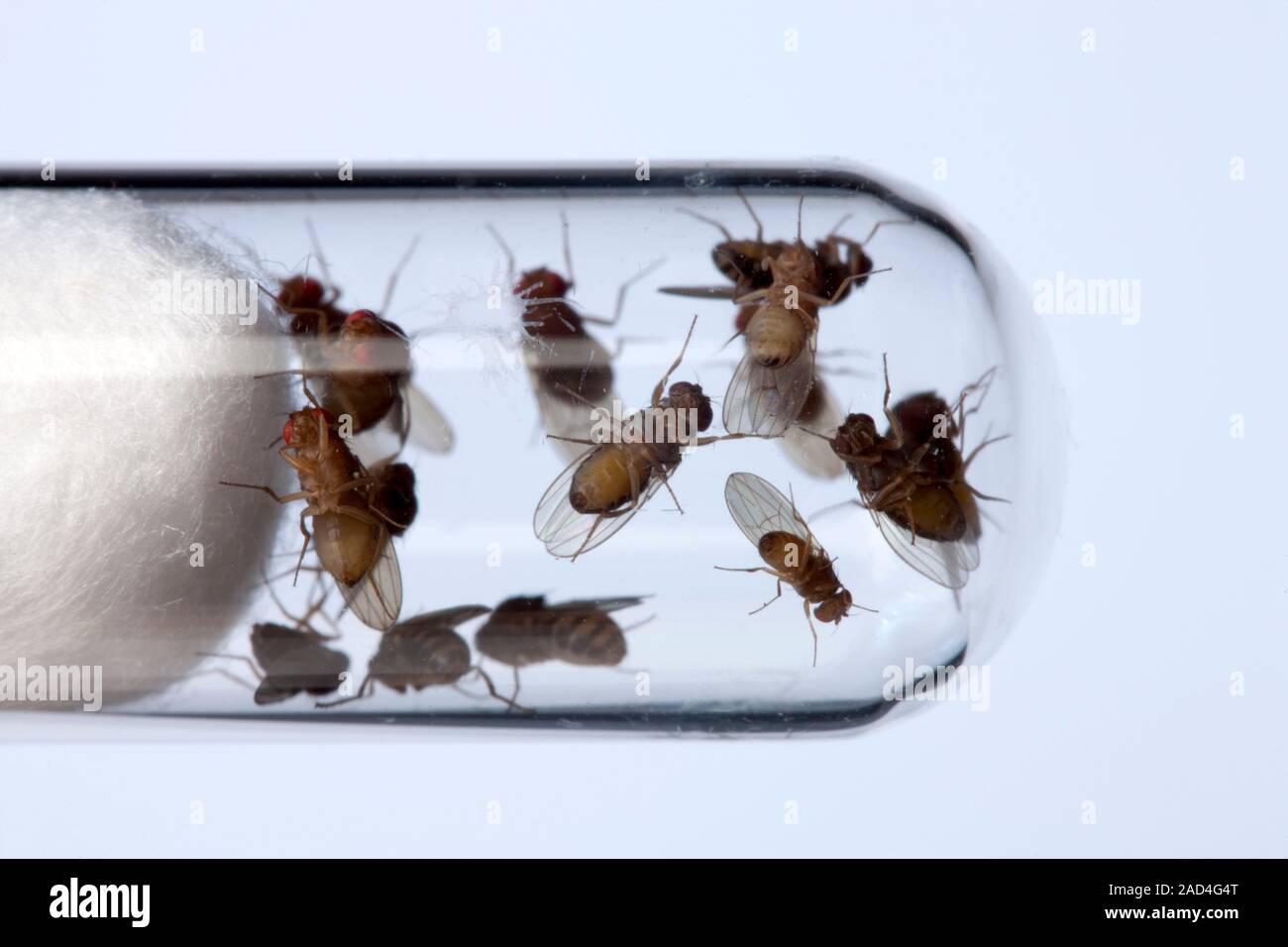 Les mouches à fruits (Drosophila melanogaster) dans un tube à essai. La ...