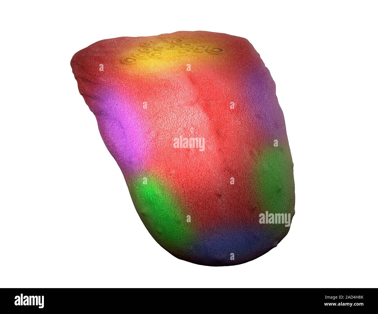 Papilles. Illustration des papilles régions sur une langue humaine ...