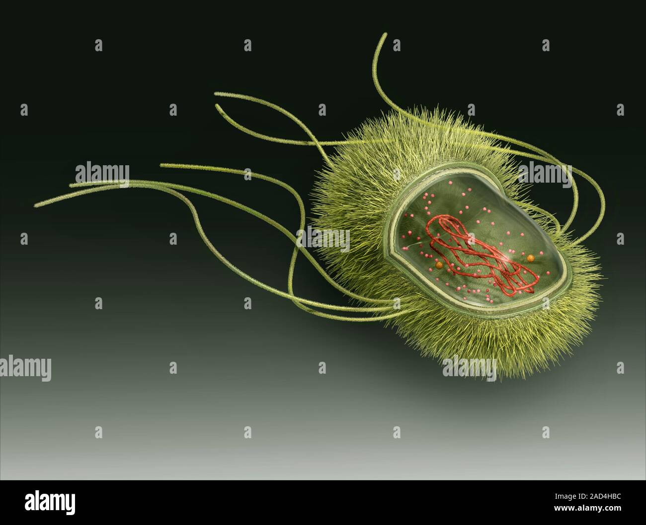 Bactérie E. coli. Illustration de la structure interne d'une cellule ...