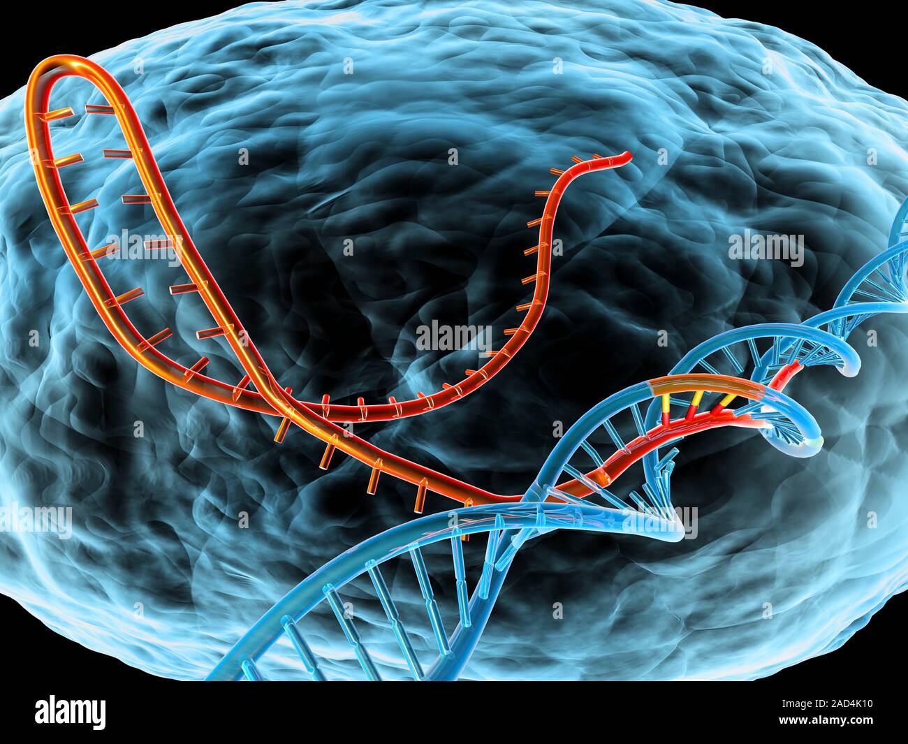 CRISPR-Cas9 complexe d'édition. Illustration des CRISPR-Cas9 complexe d ...