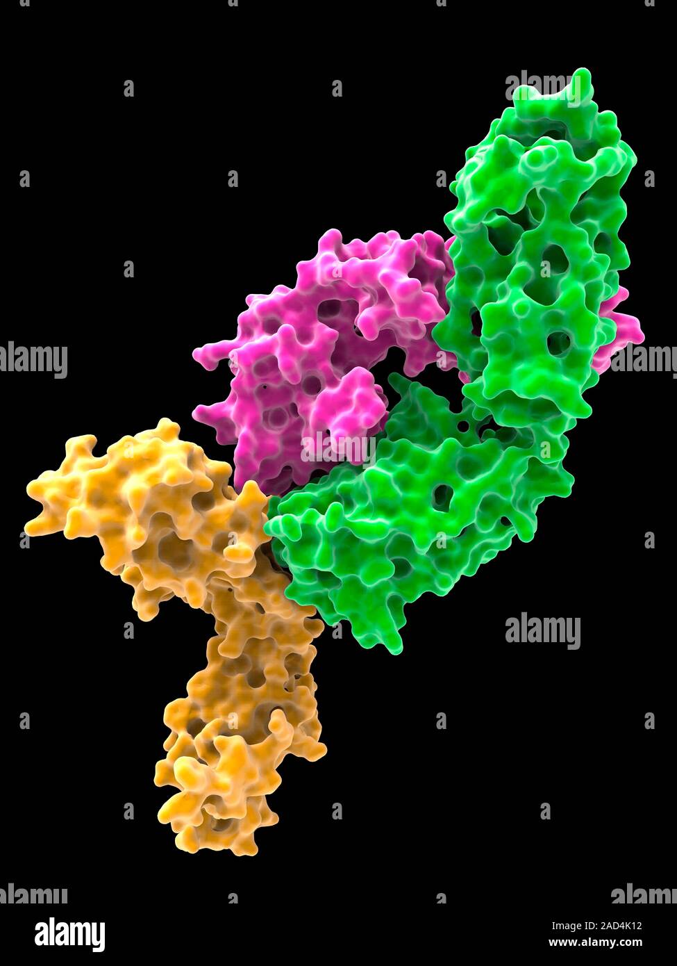 Structure du facteur rhumatoïde IgM humaines Fab liée à sa Fc des IgG ...