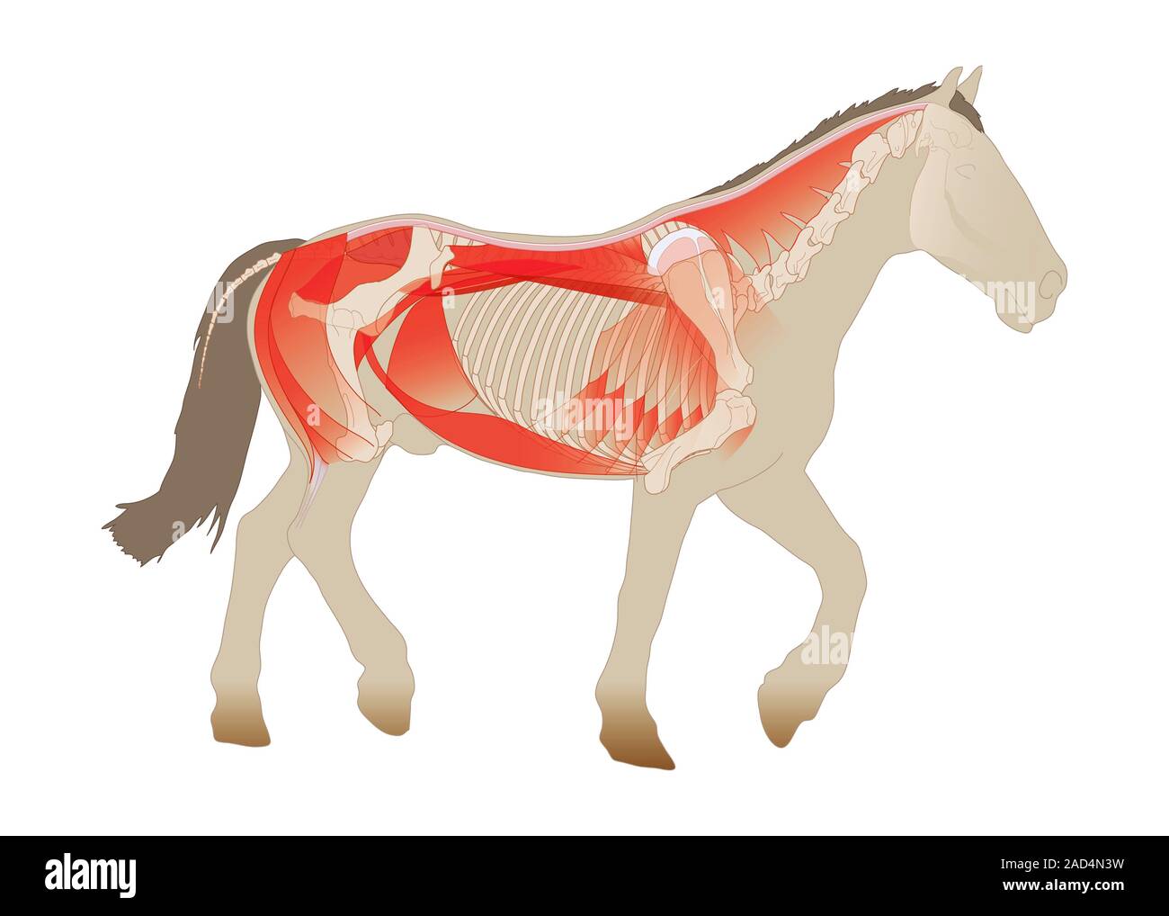 L'anatomie du cheval. Illustration de l'anatomie d'un cheval (Equus ...