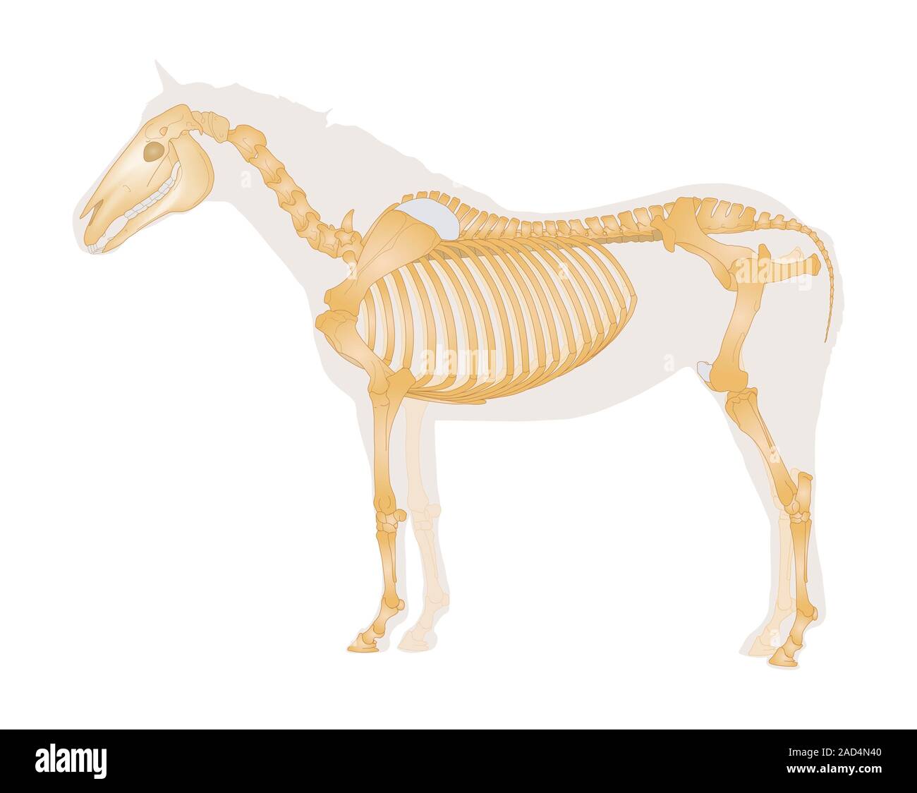 Equine système squelettique. Illustration du squelette d'un cheval ...