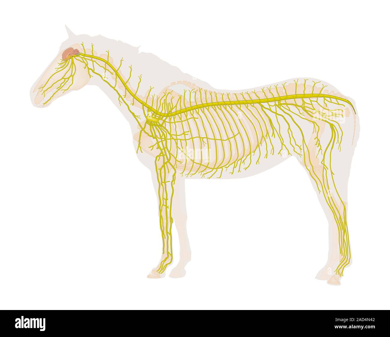 Equine système nerveux. Illustration du système nerveux d'un cheval ...