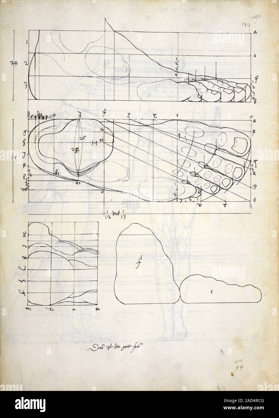 Pied humain proportions par Dürer. Différentes vues d'un pied humain ...