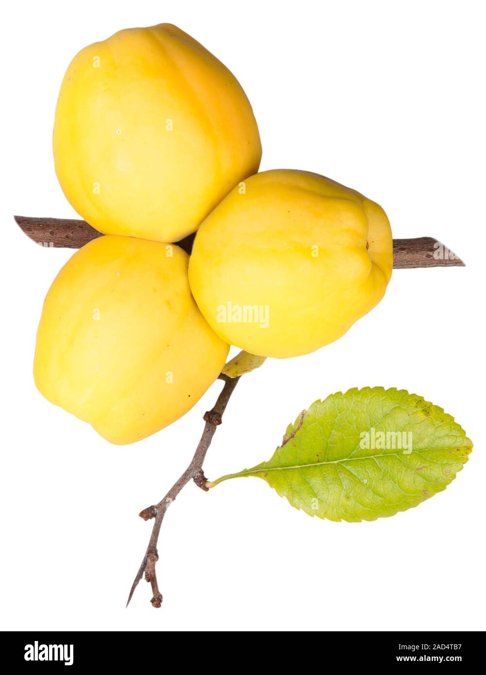 Feuille de coing Banque de photographies et d’images à haute résolution ...