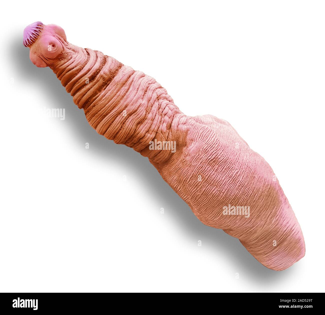 Cysticercus ténia. L'analyse des électrons Microphotographie (SEM) de ...