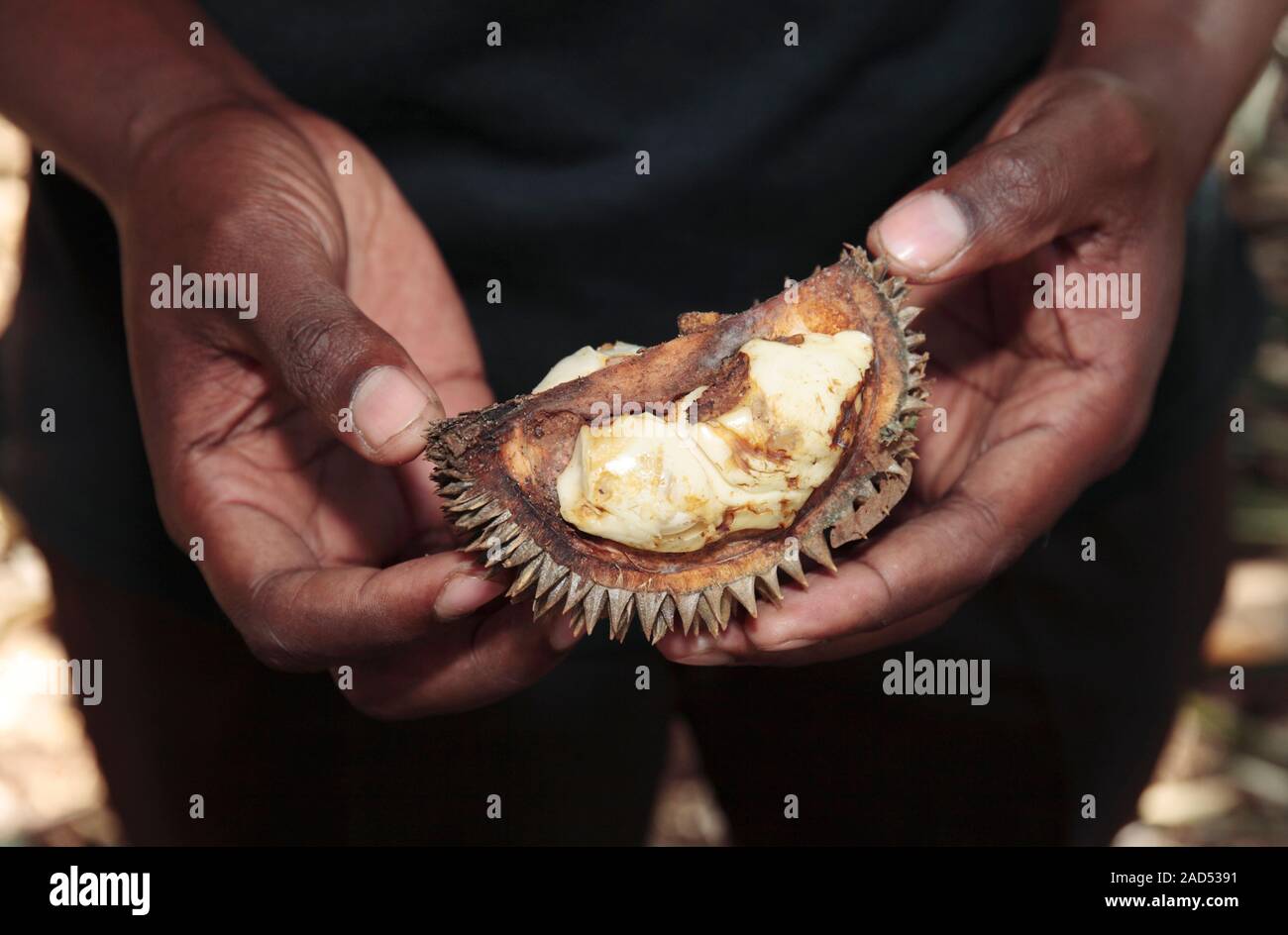 Durian (Durio zibethinus) fruits. Ce fruit comestible, avec une odeur ...