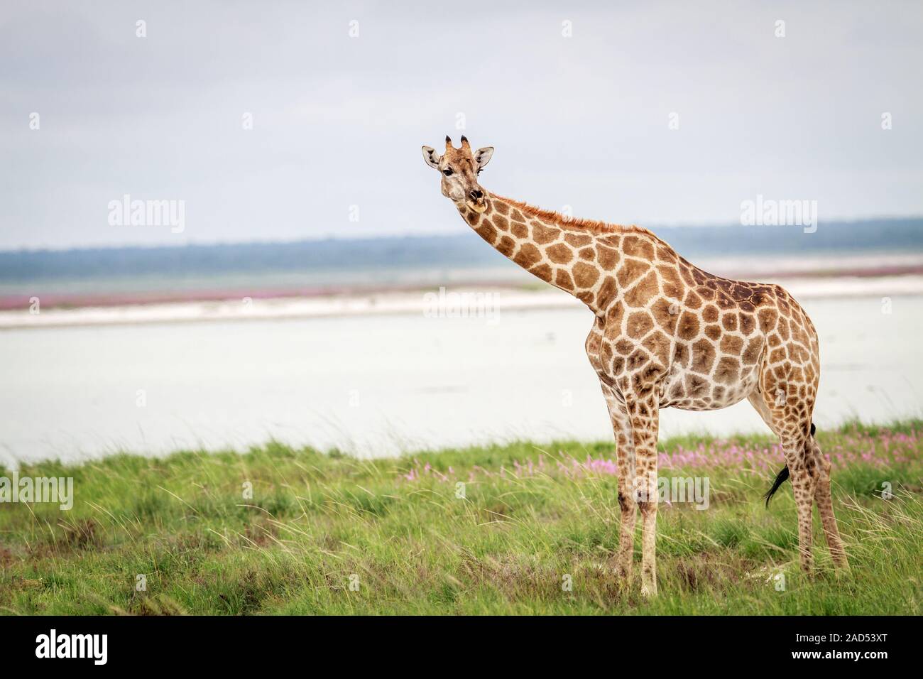 Girafe de brousse safari animal girafe Banque de photographies et d ...