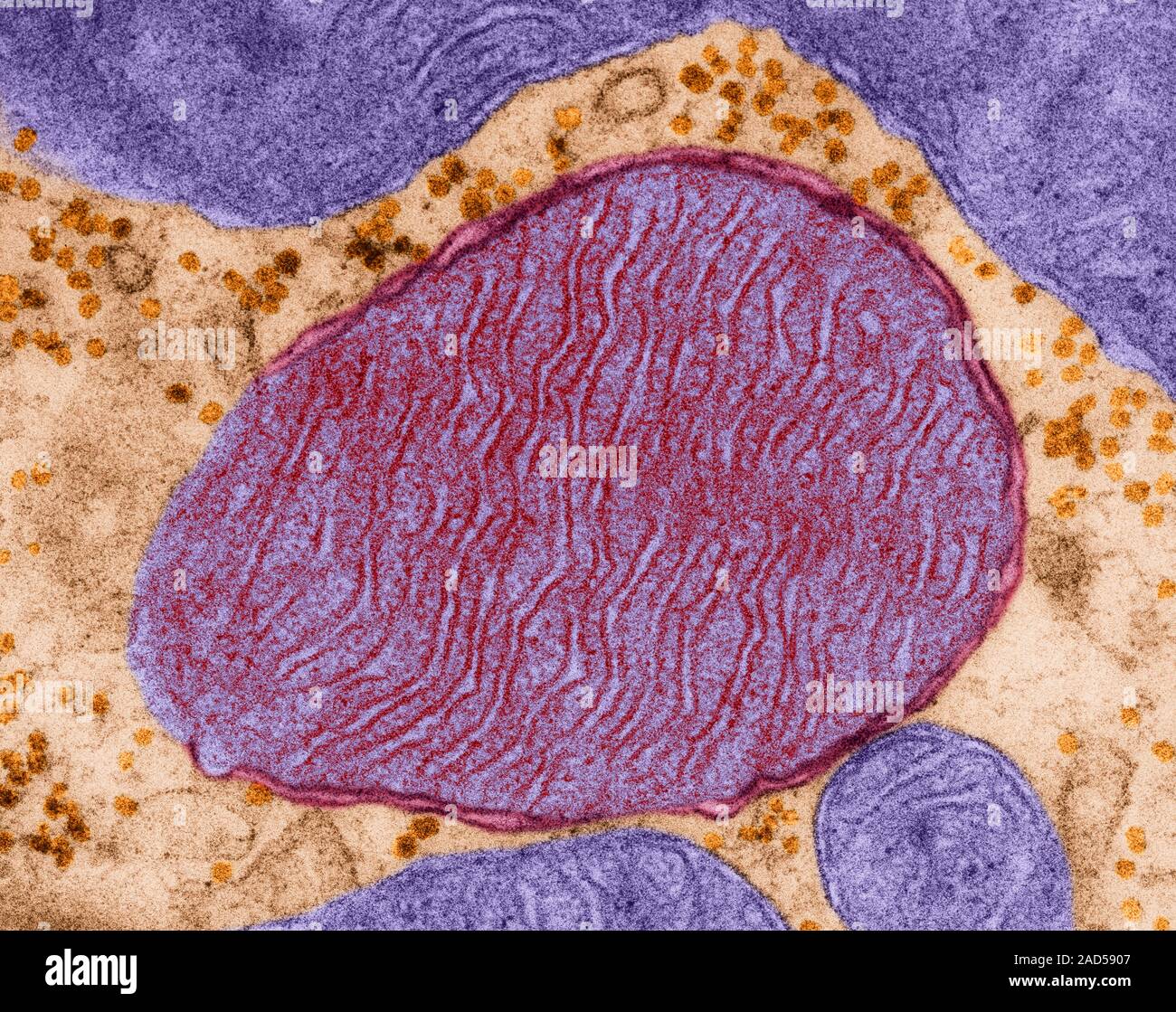 Mitochondrie à partir d'une cellule du muscle cardiaque montrant de ...