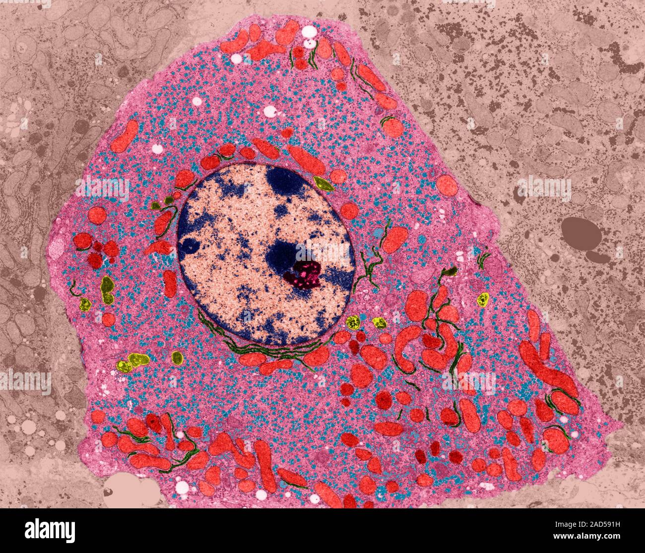 Les cellules du foie (hépatocytes) - organites cellulaires : le ...