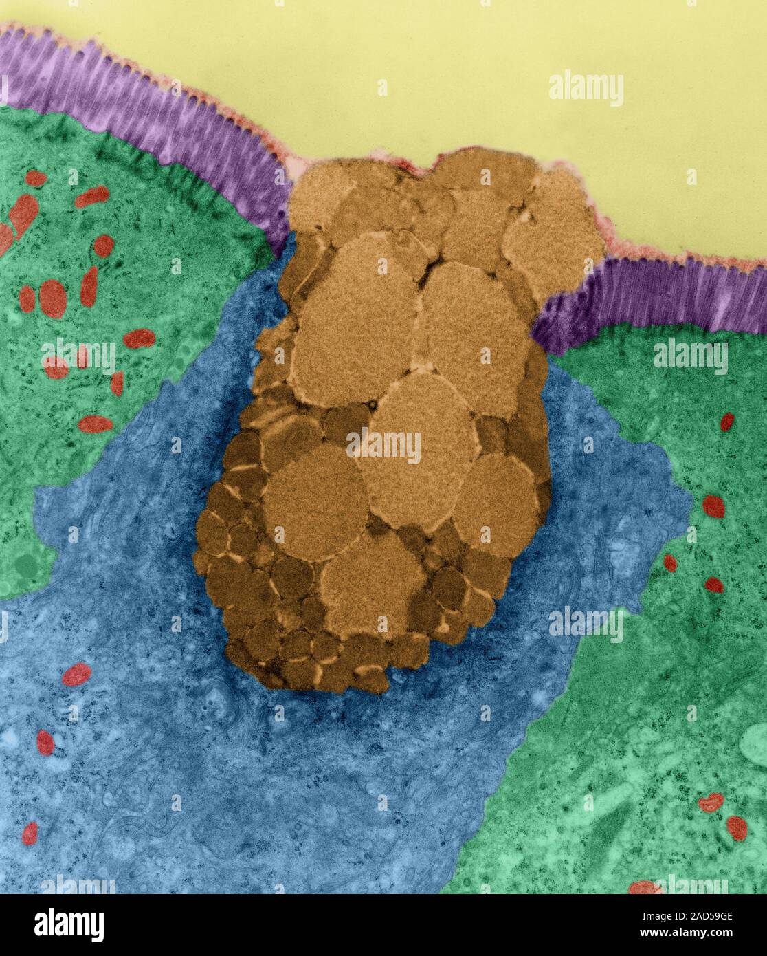 Des cellules caliciformes dans la muqueuse de l'épithélium nasal, de ...