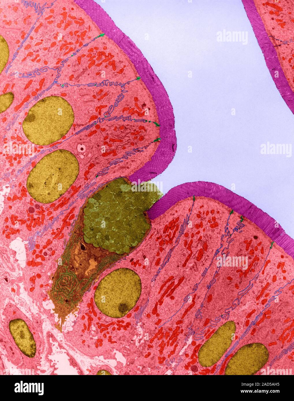 Des cellules caliciformes (orange) dans la muqueuse de l'intestin grêle ...