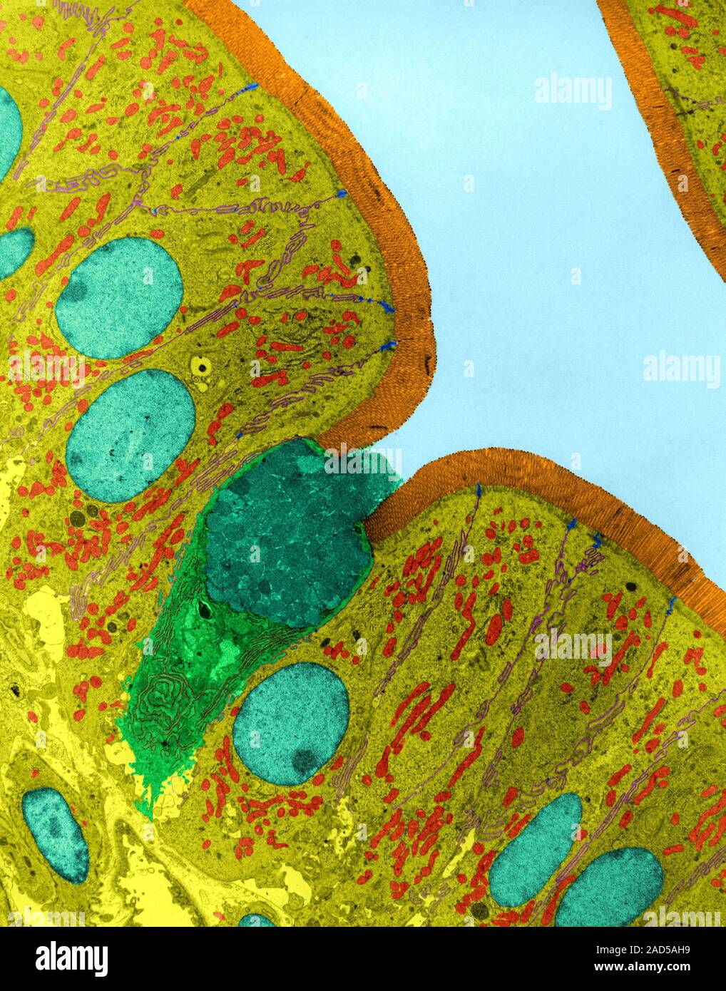 Des cellules caliciformes (vert) dans la muqueuse de l'intestin grêle ...
