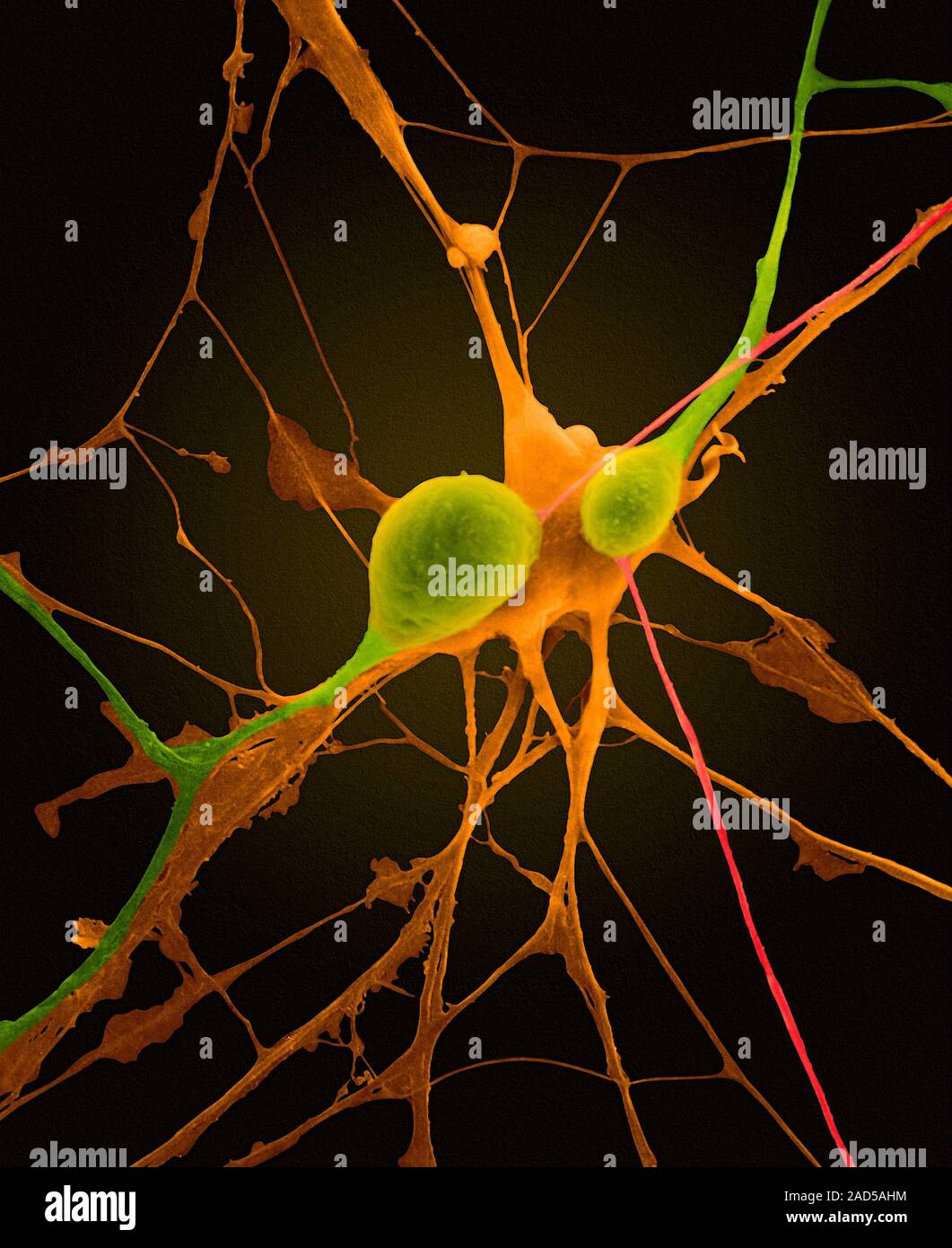 Les neurones pyramidaux de la croissance du système nerveux central sur ...