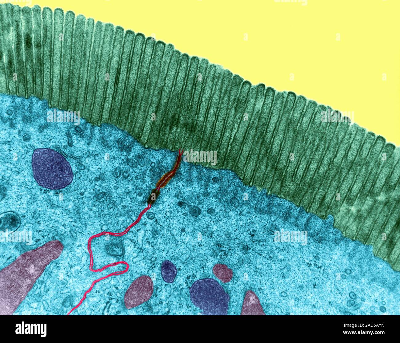 Des villosités de l'intestin grêle (humaine), de couleur micrographie ...