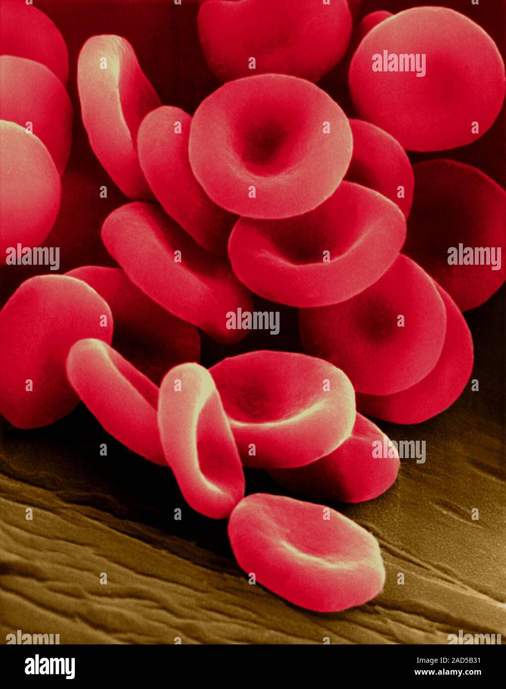 Les cellules rouges du sang sur une paroi des vaisseaux sanguins ...