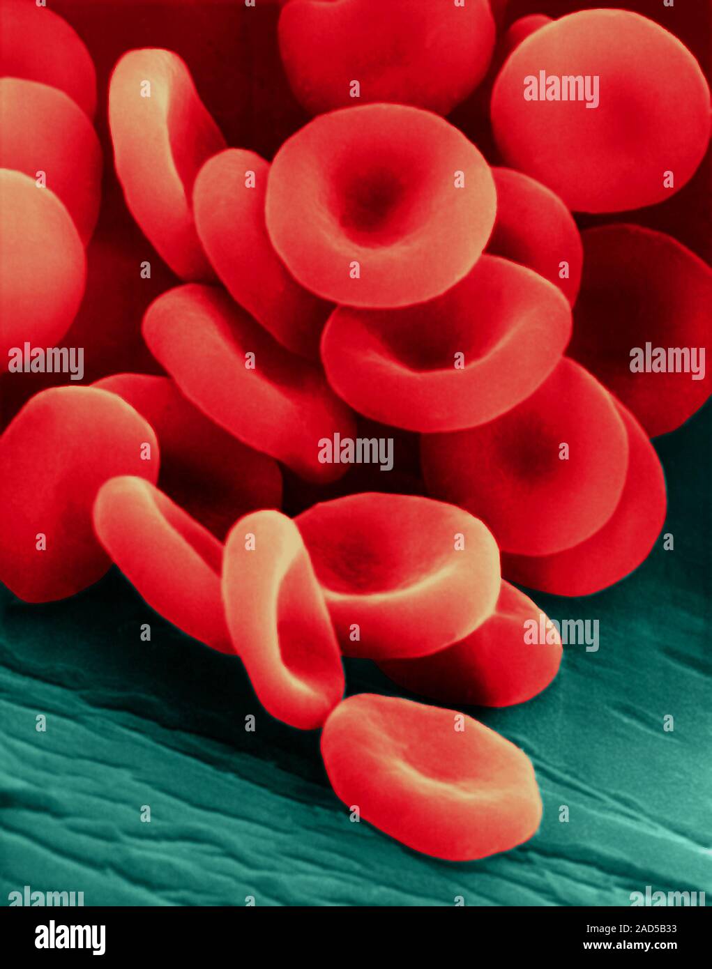 Les cellules rouges du sang sur une paroi des vaisseaux sanguins ...