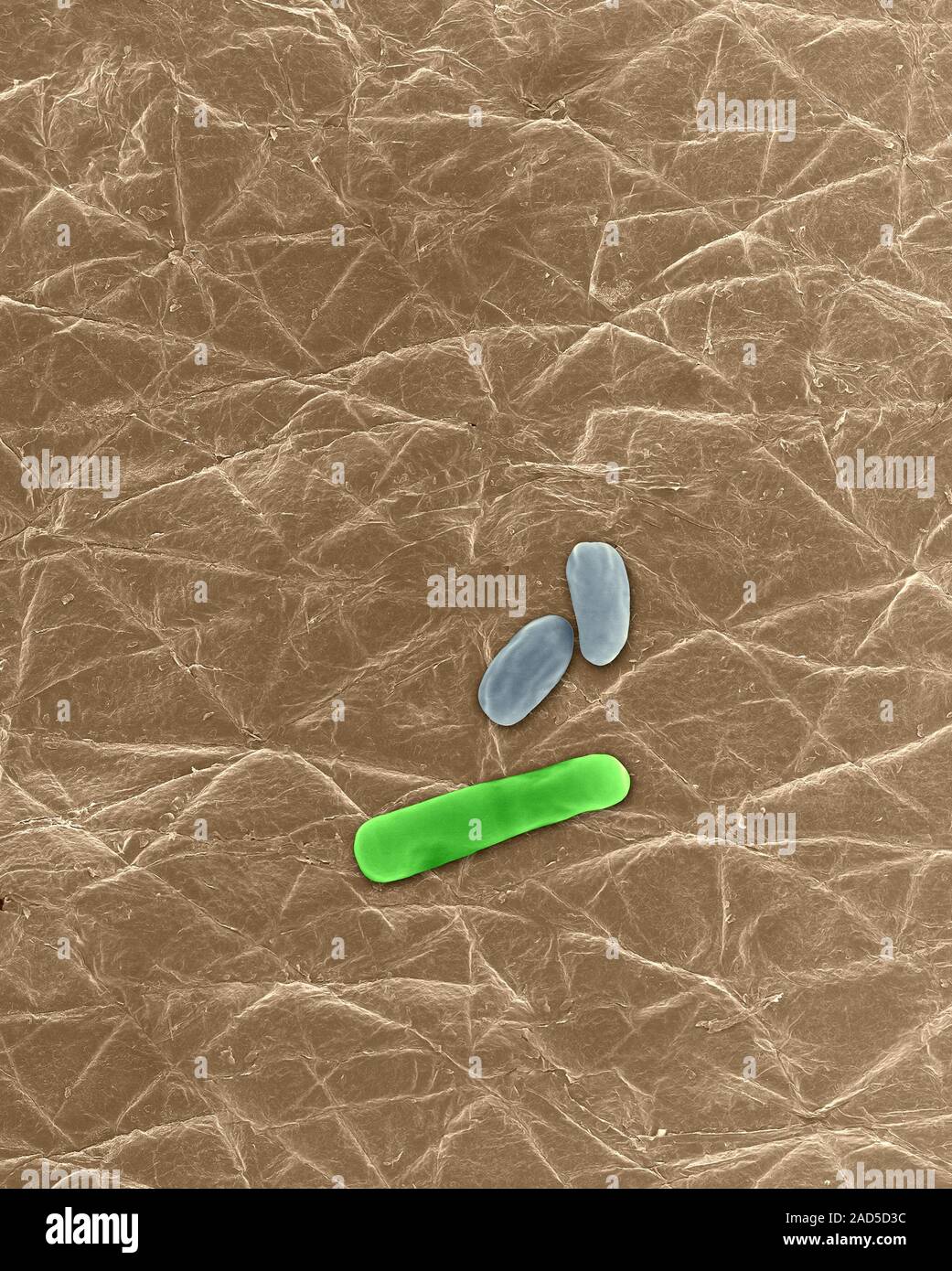 Couleur de l'analyse des électrons Microphotographie (SEM) de Bacillus ...