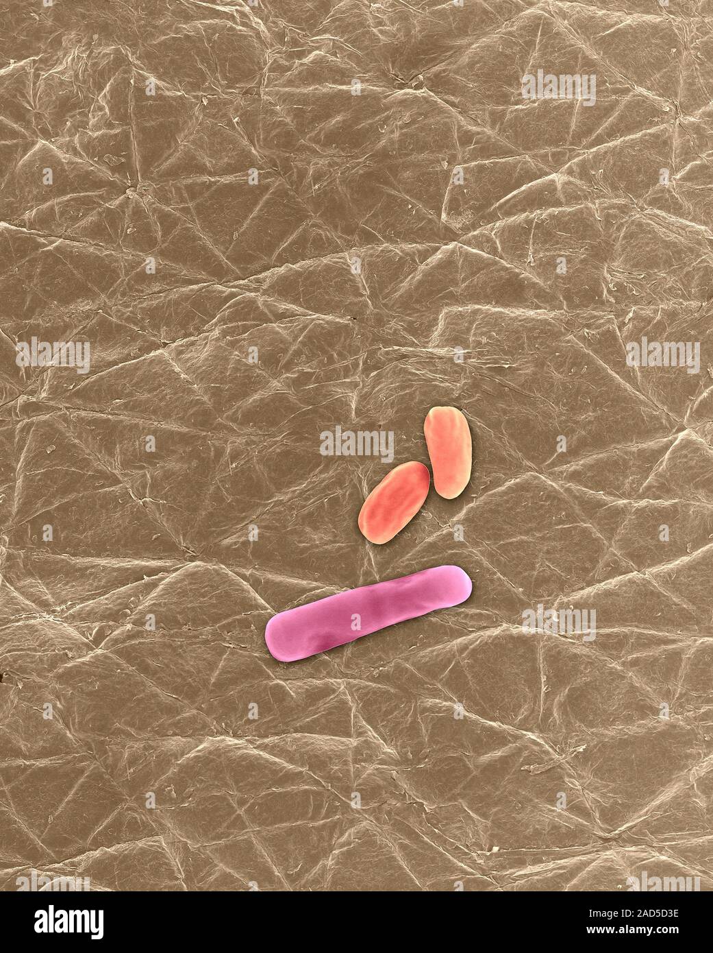 Couleur de l'analyse des électrons Microphotographie (SEM) de Bacillus ...