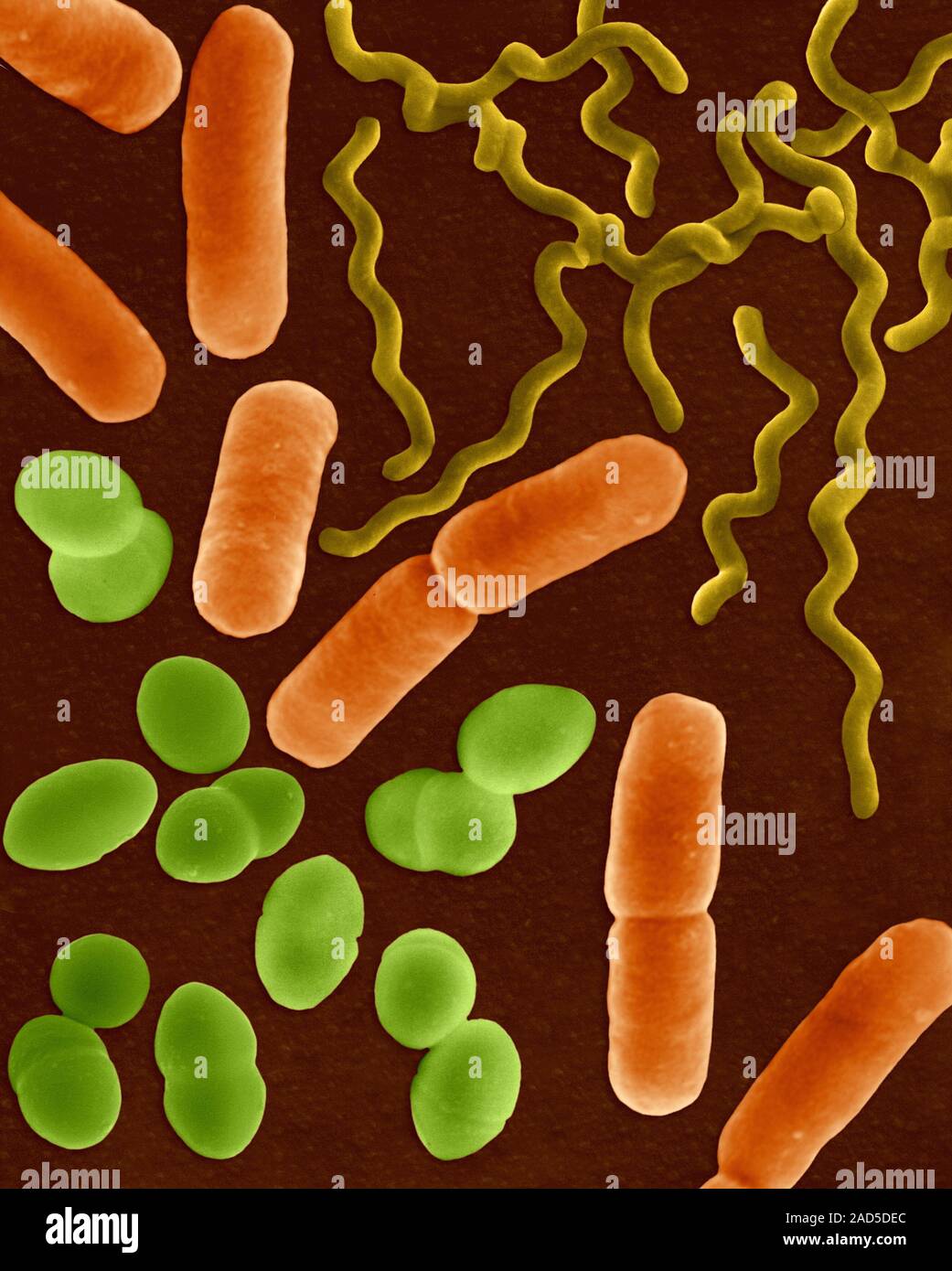 Couleur de l'analyse des électrons Microphotographie (SEM) d ...