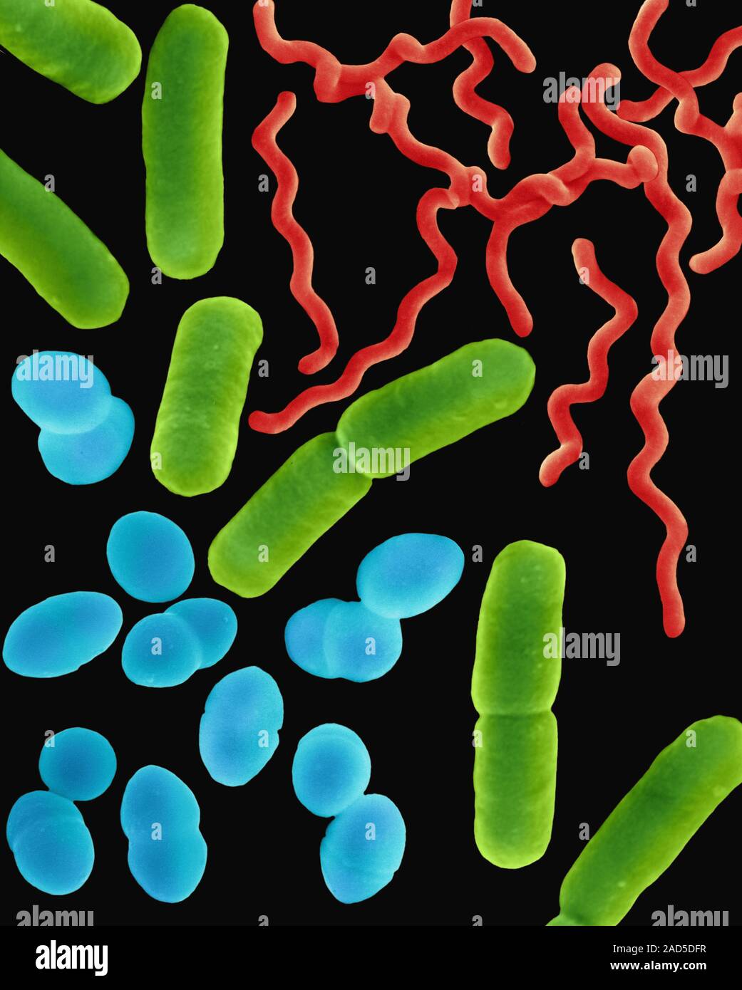 Couleur de l'analyse des électrons Microphotographie (SEM) d ...
