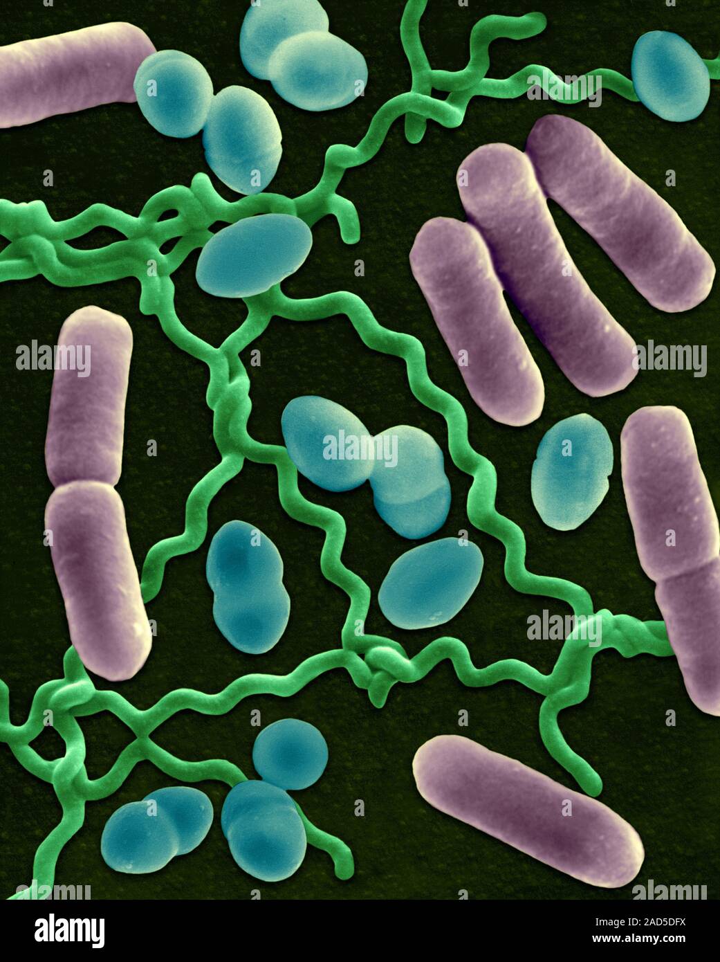 Couleur de l'analyse des électrons Microphotographie (SEM) d ...