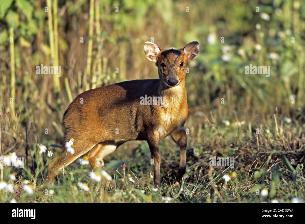 Muntjak chinois Banque de photographies et d’images à haute résolution ...
