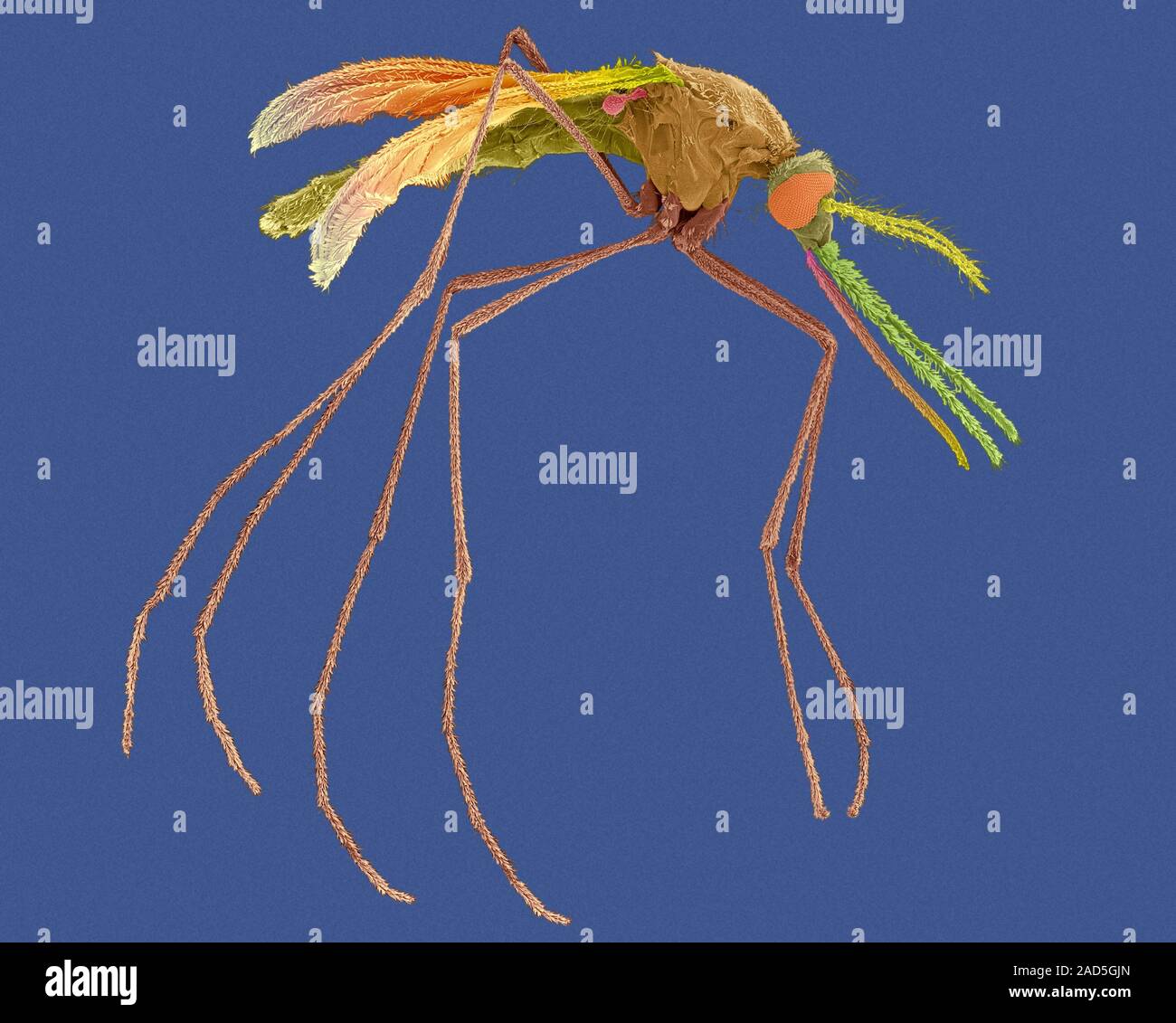 Couleur de l'analyse des électrons Microphotographie (SEM) de moustique ...