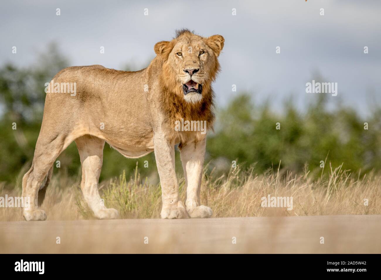 Lion regardant Banque de photographies et d’images à haute résolution ...