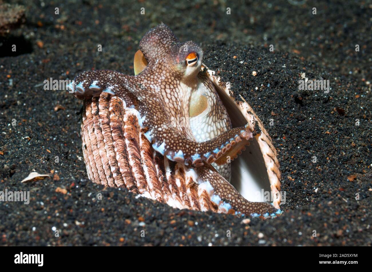 Coconut octopus à l'abri dans un shell. La pâte, ou de coco, le poulpe ...