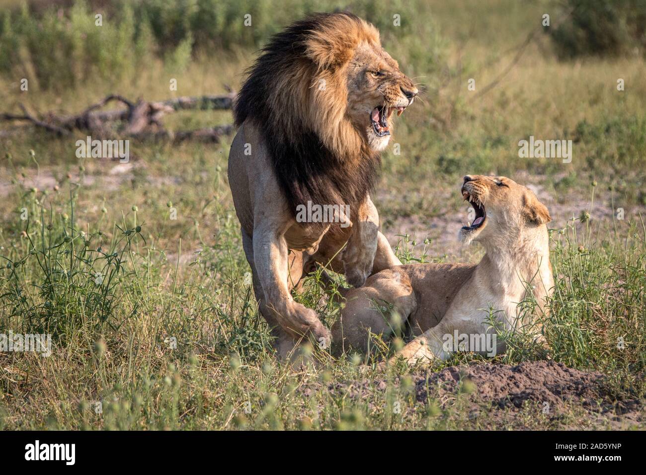 Accouplement de lions Banque de photographies et d’images à haute ...