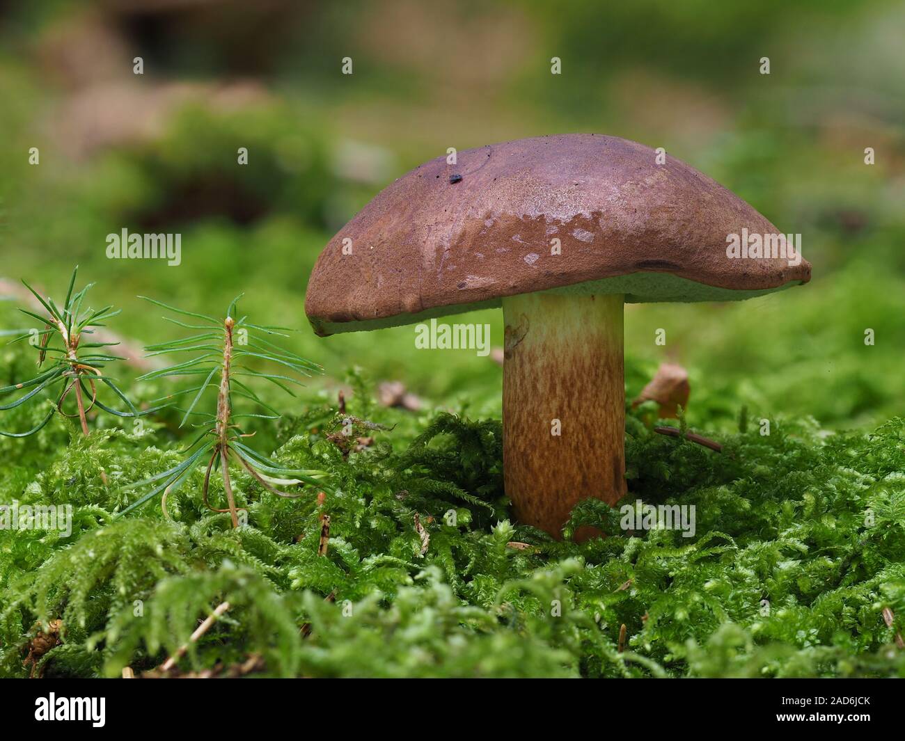 Bolet bai comestible Banque de photographies et d’images à haute ...