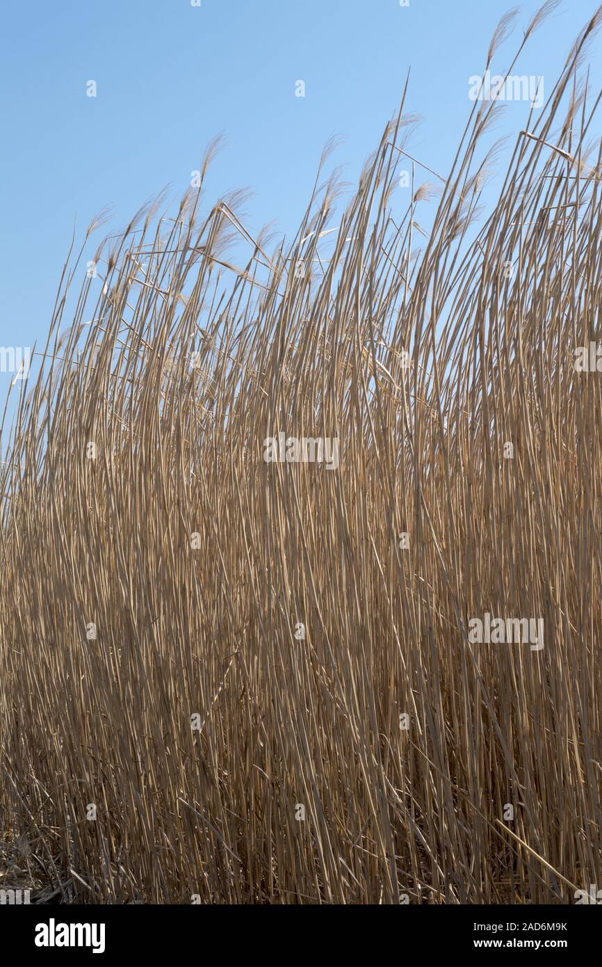 Miscanthus giganteus Banque de photographies et d’images à haute ...