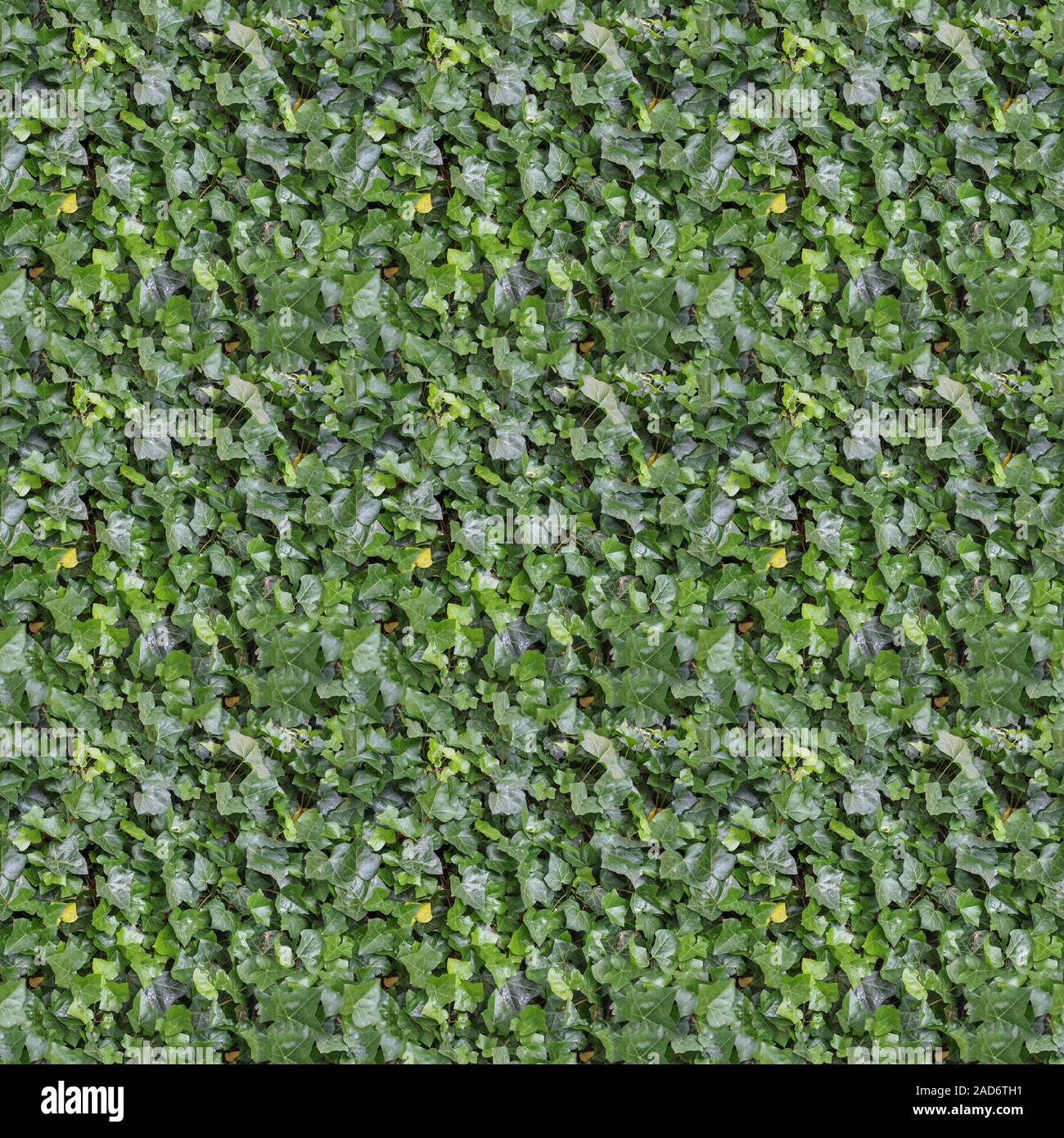 Ivy texture Banque de photographies et d’images à haute résolution - Alamy