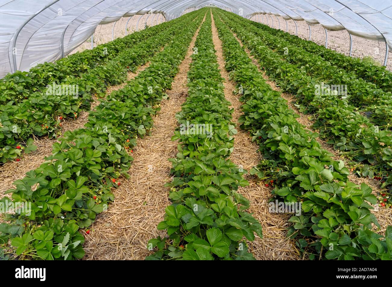Fraise de champ Banque de photographies et d’images à haute résolution ...
