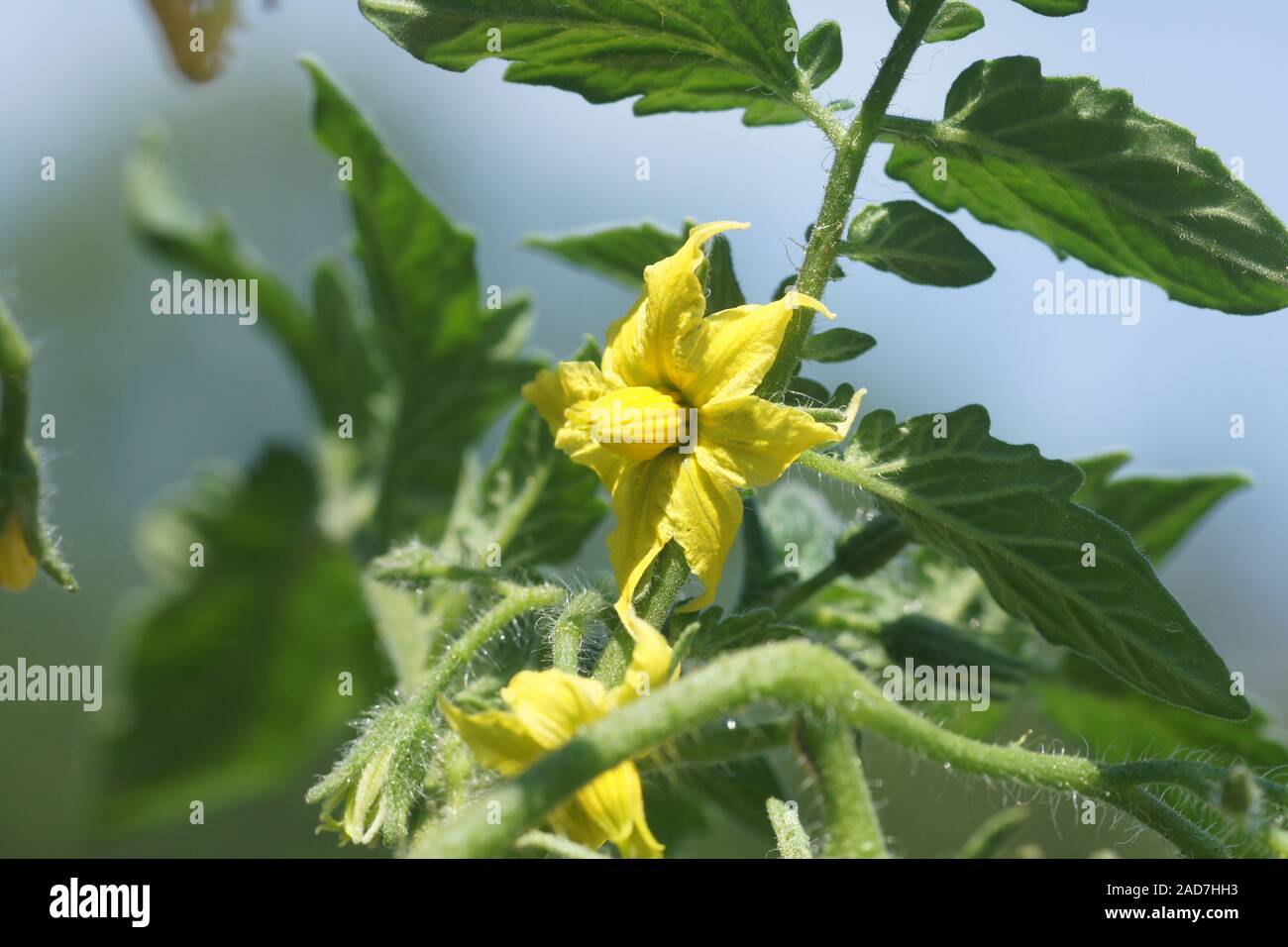 Fleurs de tomate Banque de photographies et d’images à haute résolution ...
