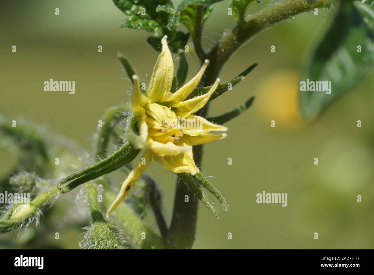 Fleurs de tomate Banque de photographies et d’images à haute résolution ...