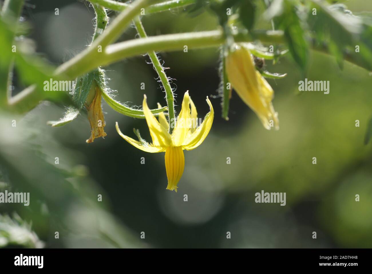 Fleurs de tomate Banque de photographies et d’images à haute résolution ...