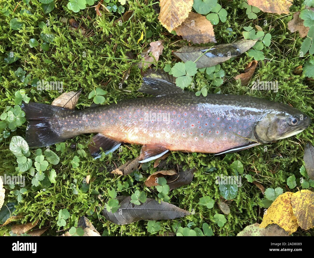 Bach saibling Banque de photographies et d’images à haute résolution ...